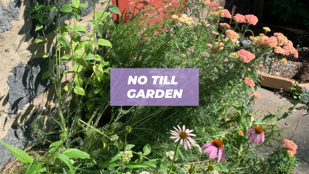 How to Start a No Till Garden | Beginner's Guide - PunkMed