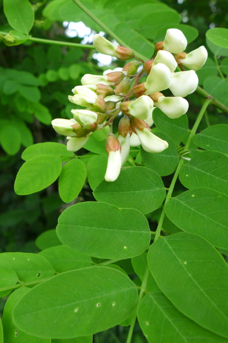 Summer Foraging: A Beginner's Guide - PunkMed