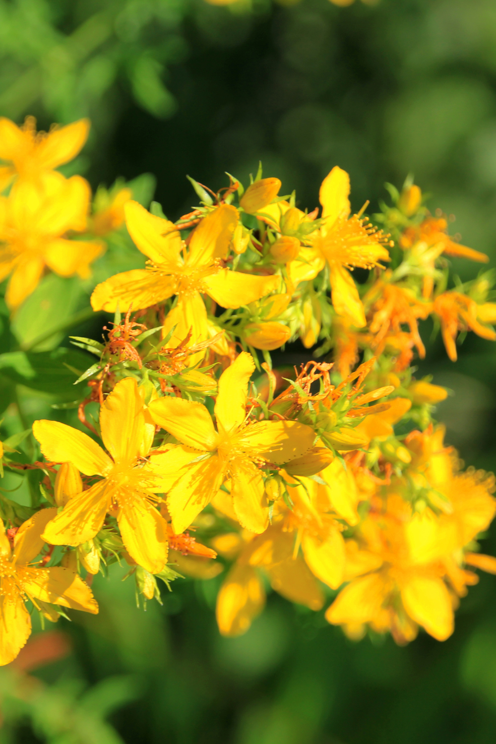 What to Forage in July | 11 Summer Wild Edibles - PunkMed