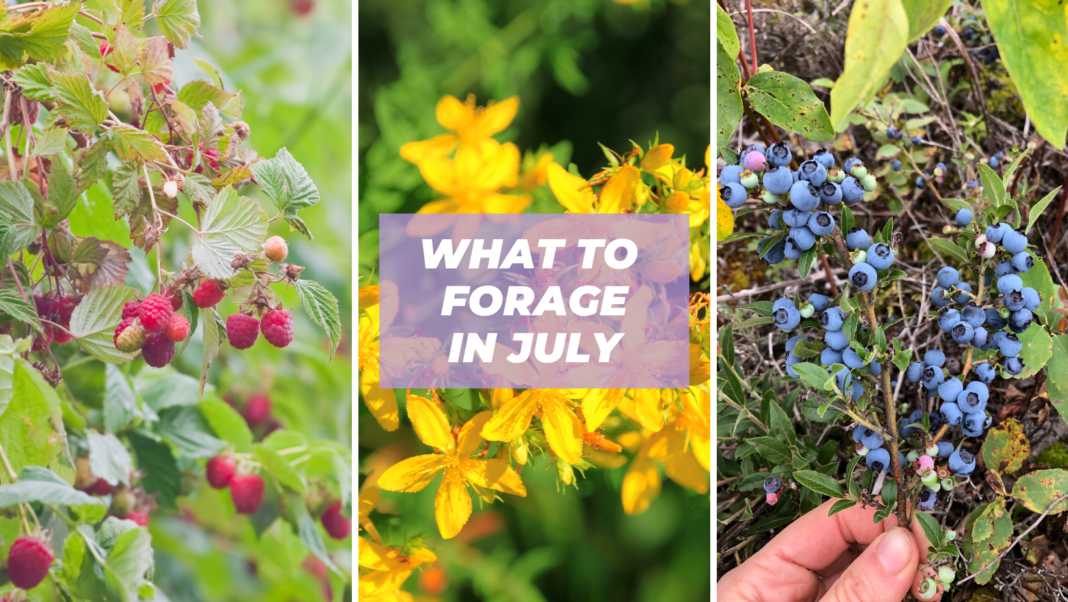 What to Forage in July | 11 Summer Wild Edibles - PunkMed