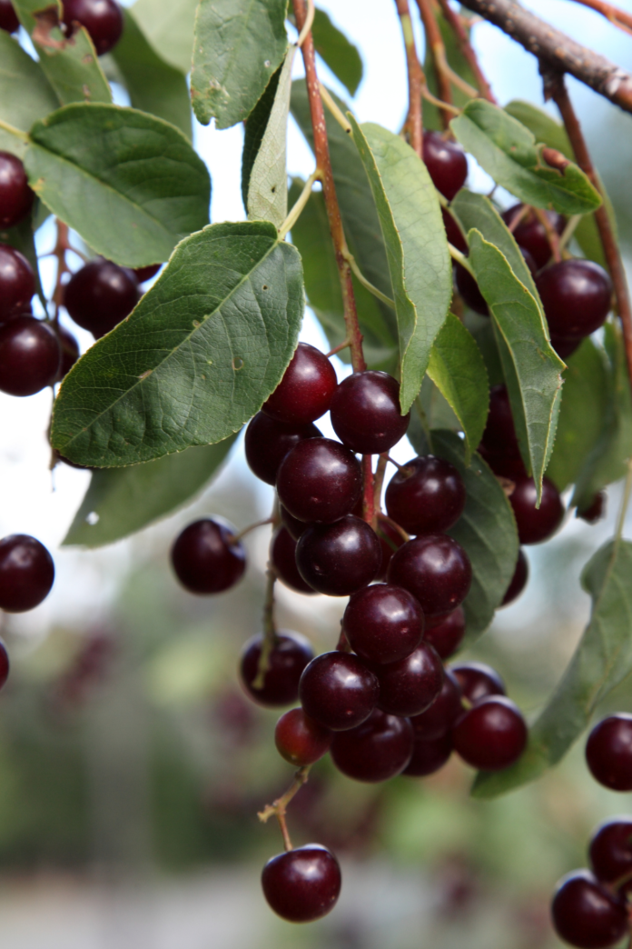 Late Summer Foraging for Beginners - PunkMed